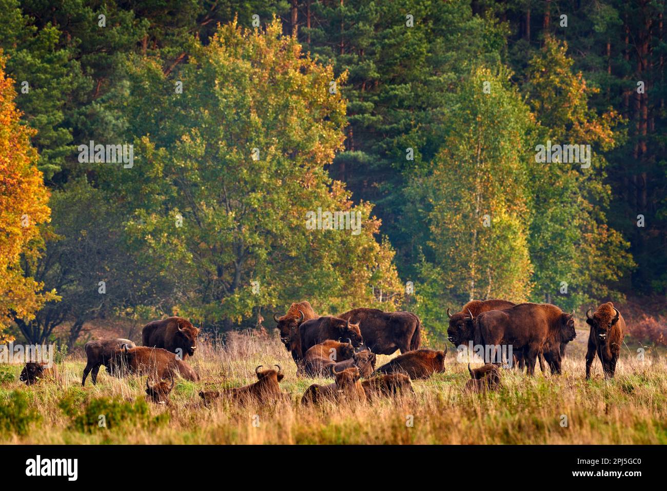 Wildlife in Europe. Bison herd in the autumn forest, sunny scene with ...