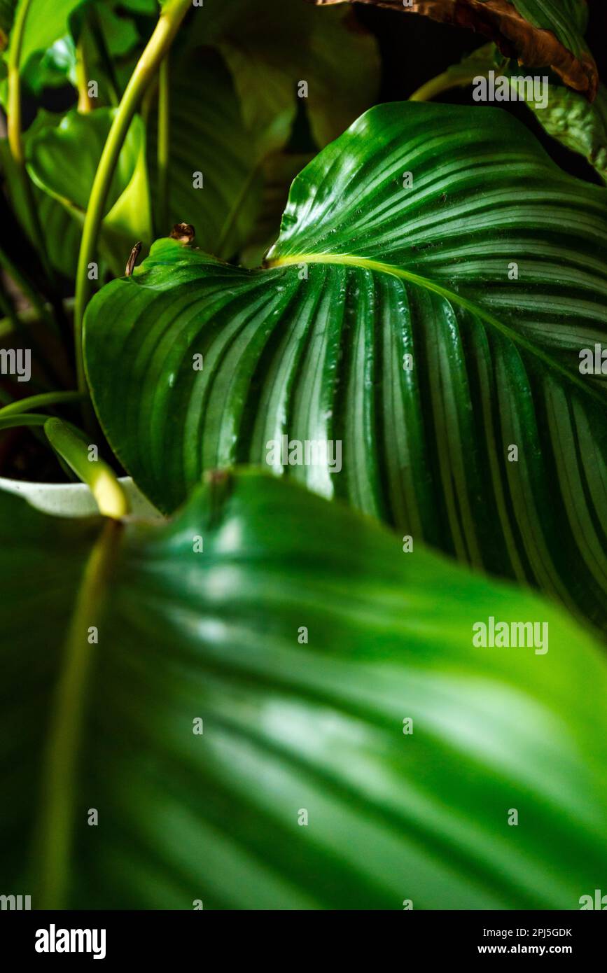 Calatheas houseplant hi-res stock photography and images - Alamy