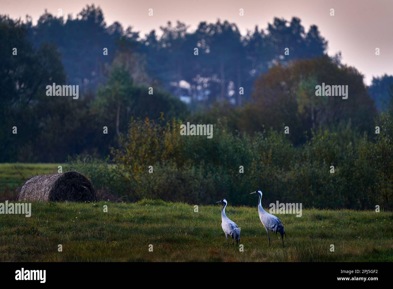 Art nature, cranes in habitat. Wildlife Poland. Common Crane, Grus grus ...