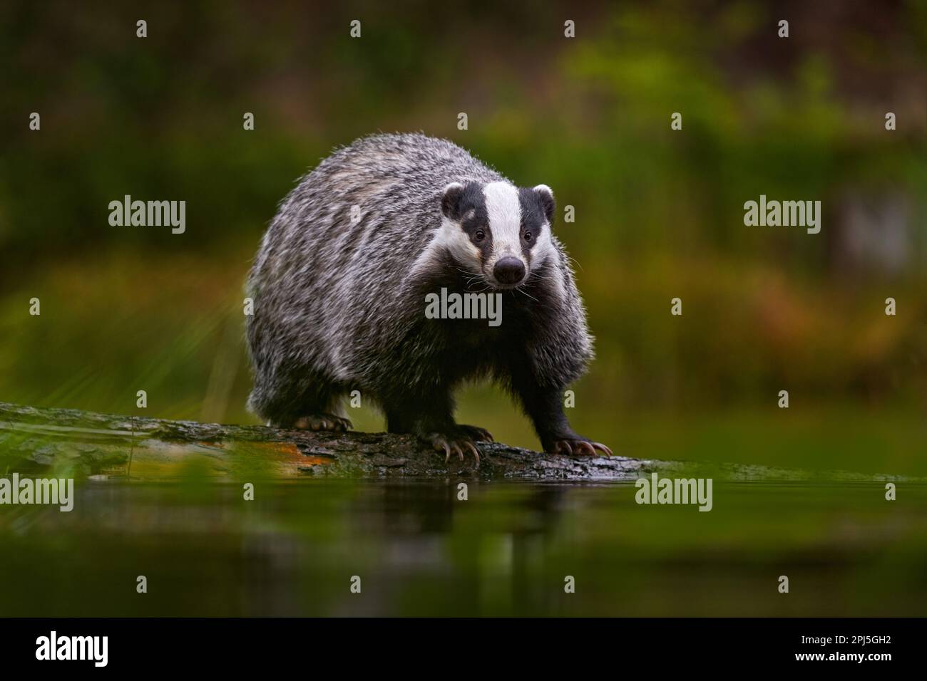 Badger in wood, animal in nature habitat, Germany, Europe. Wild Badger ...