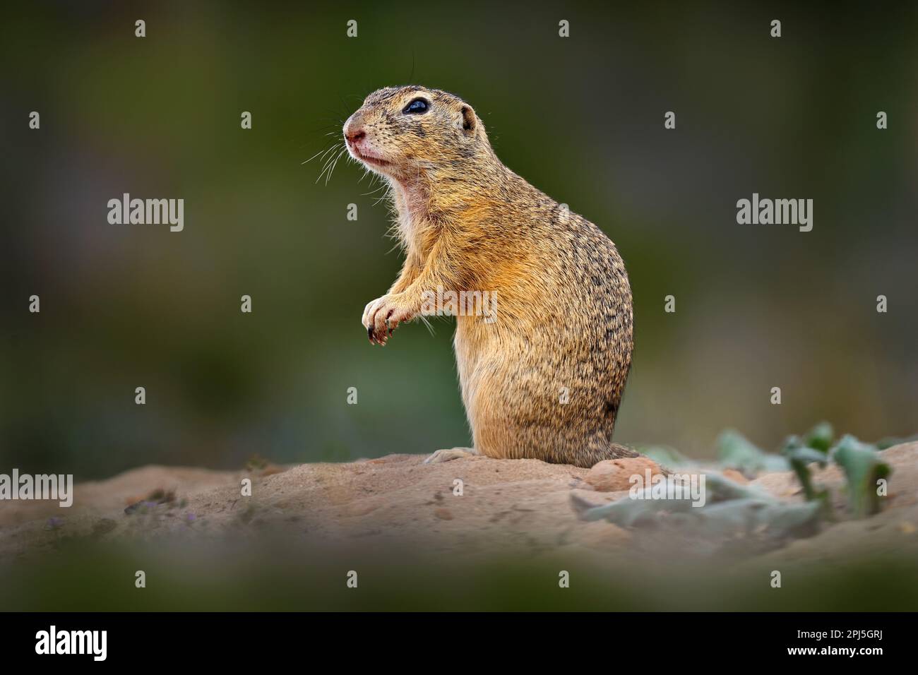 European Ground Squirrel fight, Spermophilus citellus, sitting in the ...