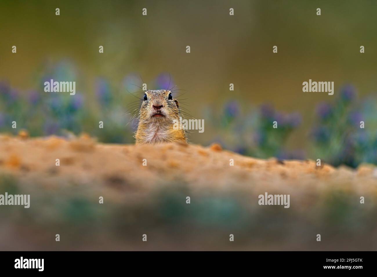 European Ground Squirrel fight, Spermophilus citellus, sitting in the ...