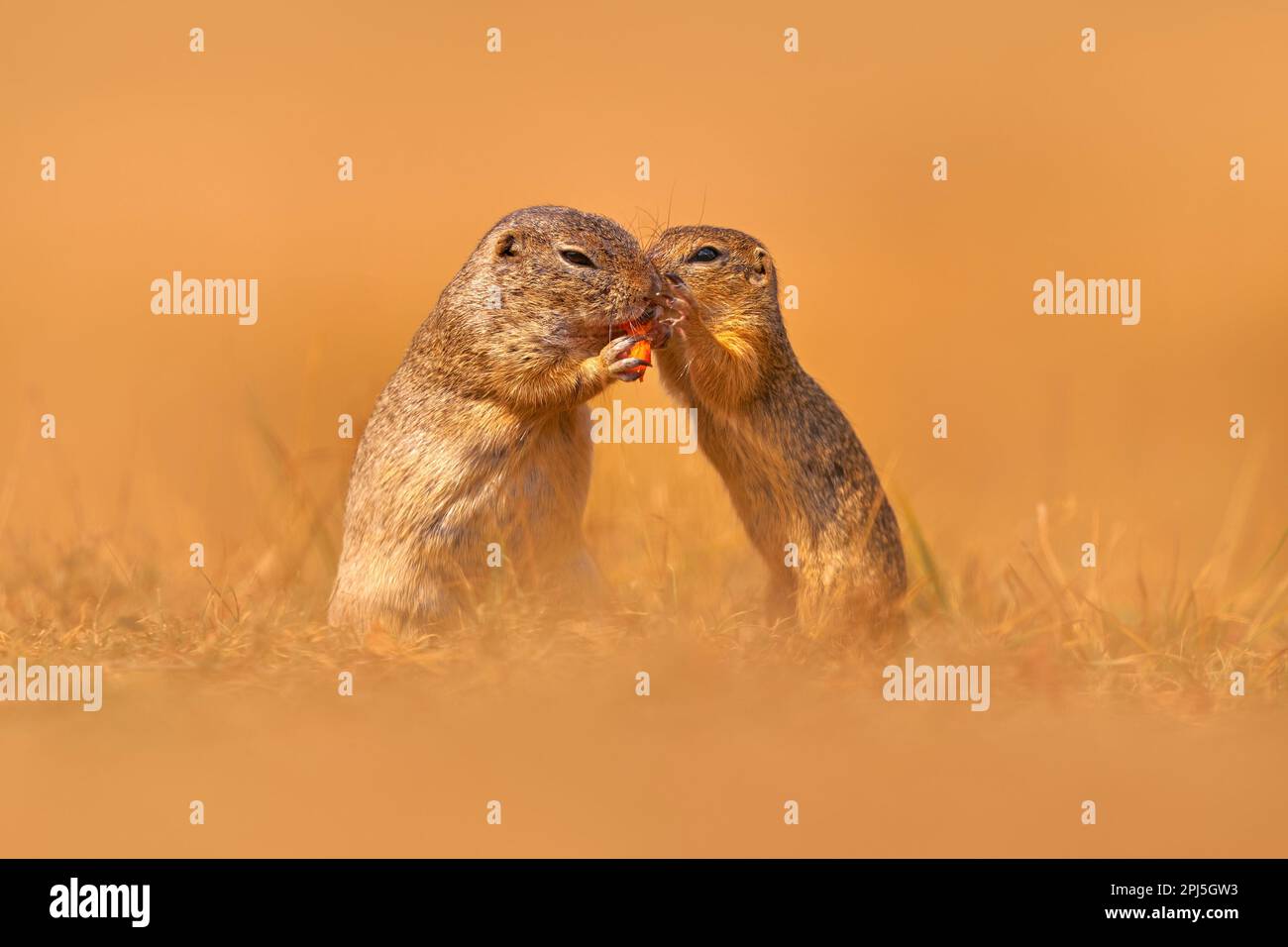 European Ground Squirrel fight, Spermophilus citellus, sitting in the ...