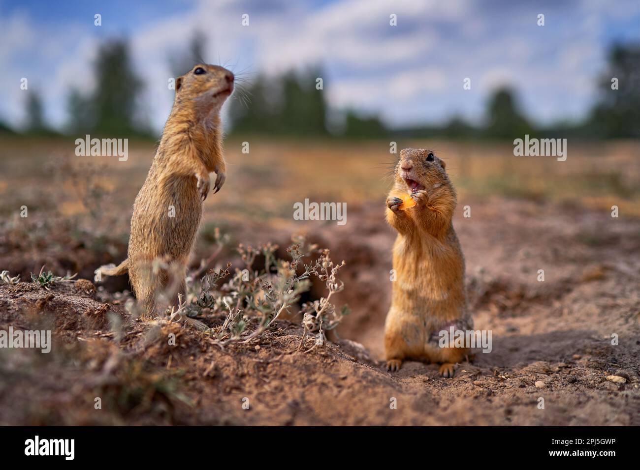 Ground squirrel nest hi-res stock photography and images - Alamy