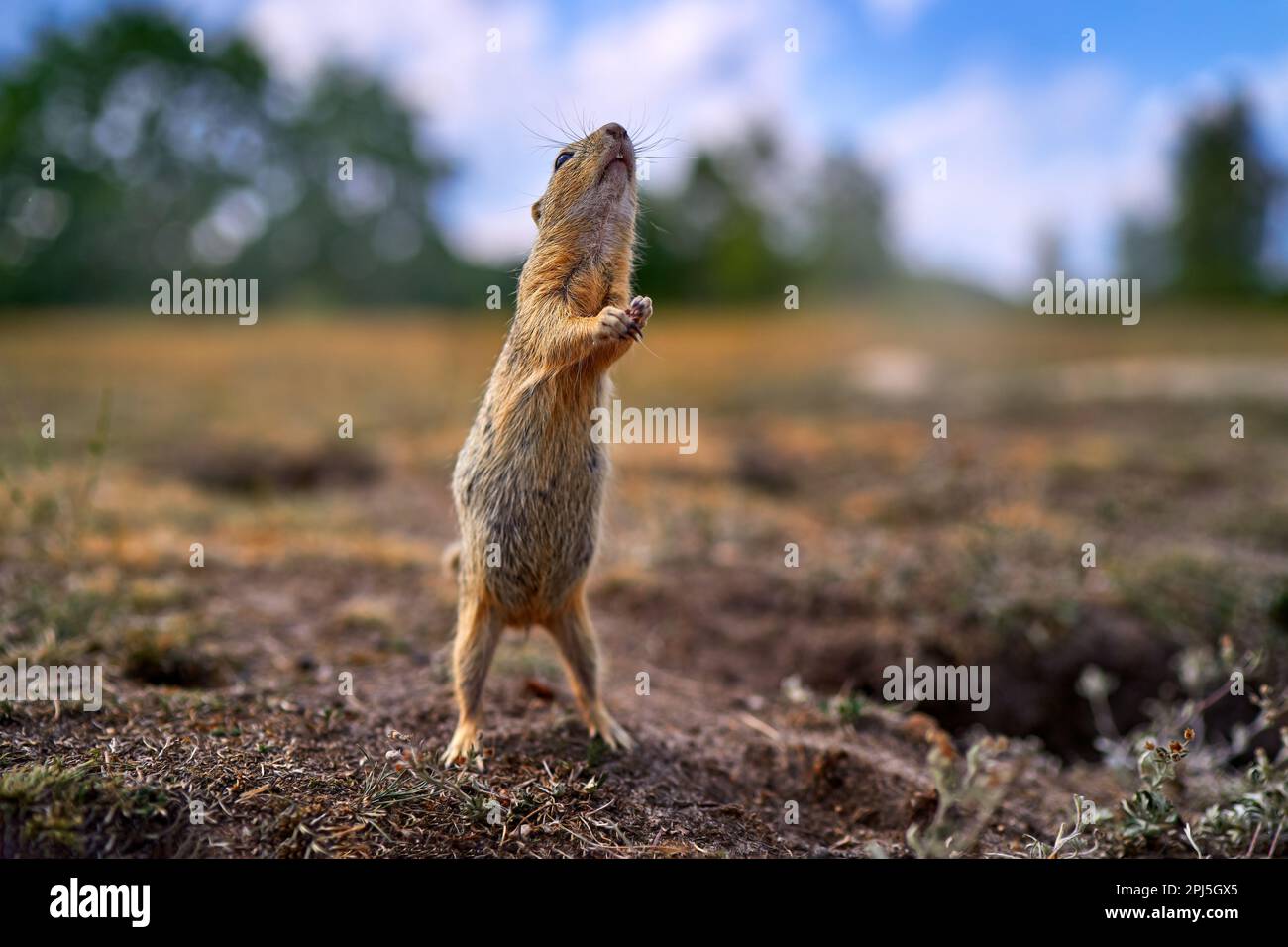 Ground Squirrel funny dance, Spermophilus citellus, sitting in the ...