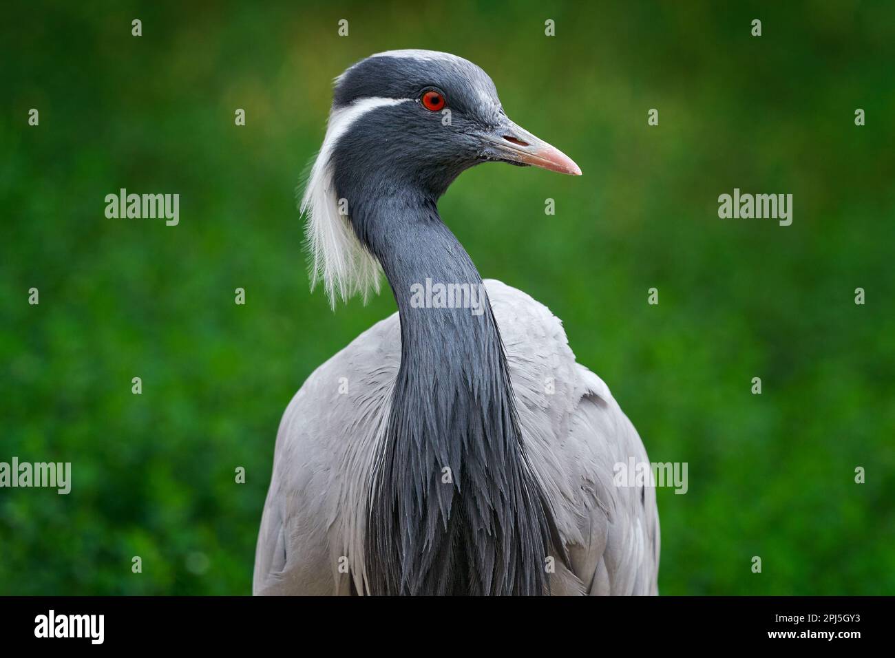 Demoiselle Crane, Anthropoides virgo, bird hidden in the grass near the ...