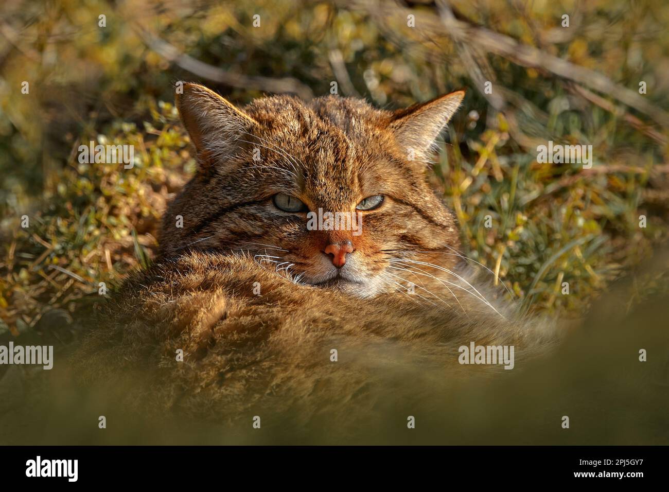Scottish wildcat tree hi-res stock photography and images - Alamy