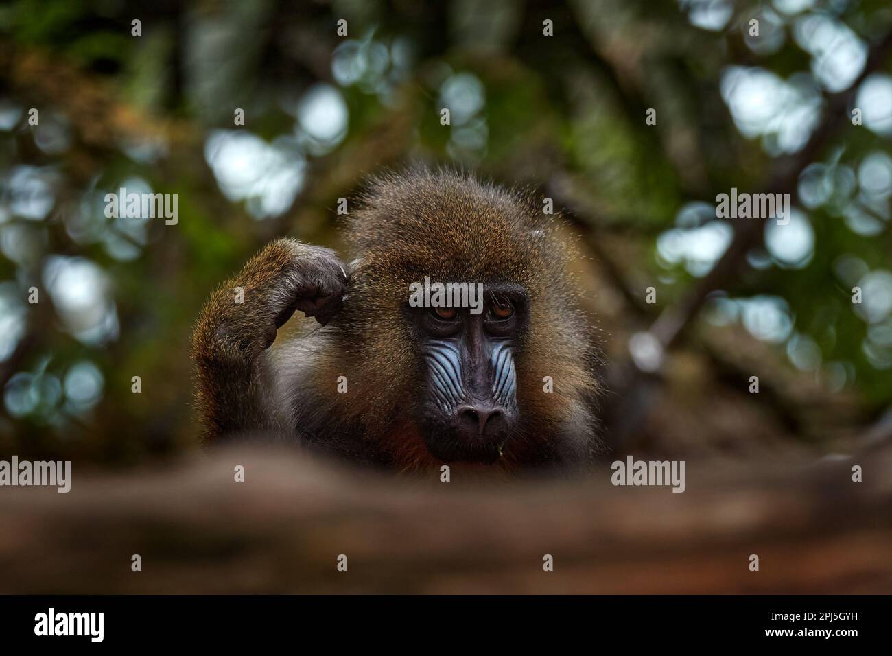 Mandrill, Mandrillus sphinx, sitting on tree branch in dark tropical ...