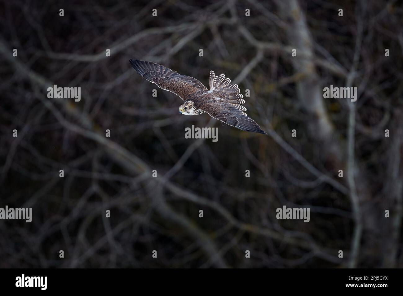 Falcon flyght. Gyrfalcon, Falco rusticolus, bird of prey fly. Flying ...