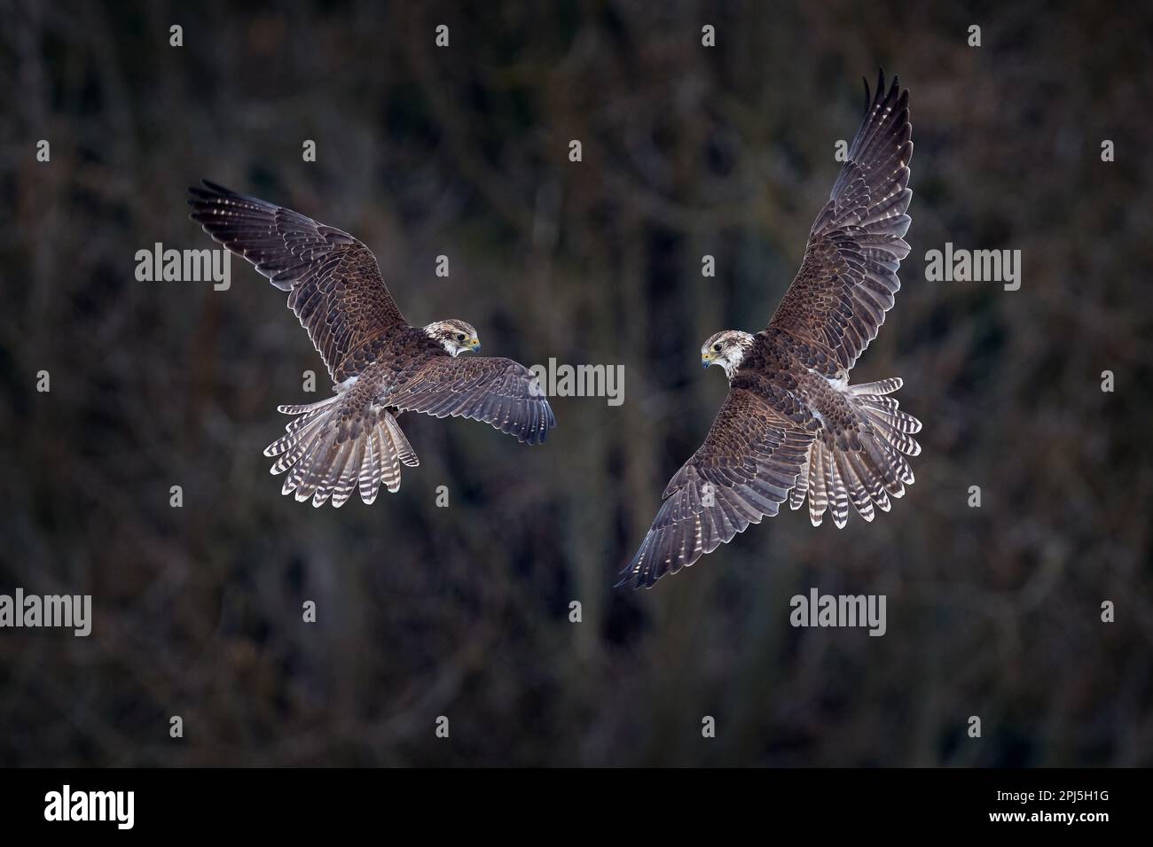 Falcon flyght. Gyrfalcon, Falco rusticolus, bird of prey fly. Flying ...