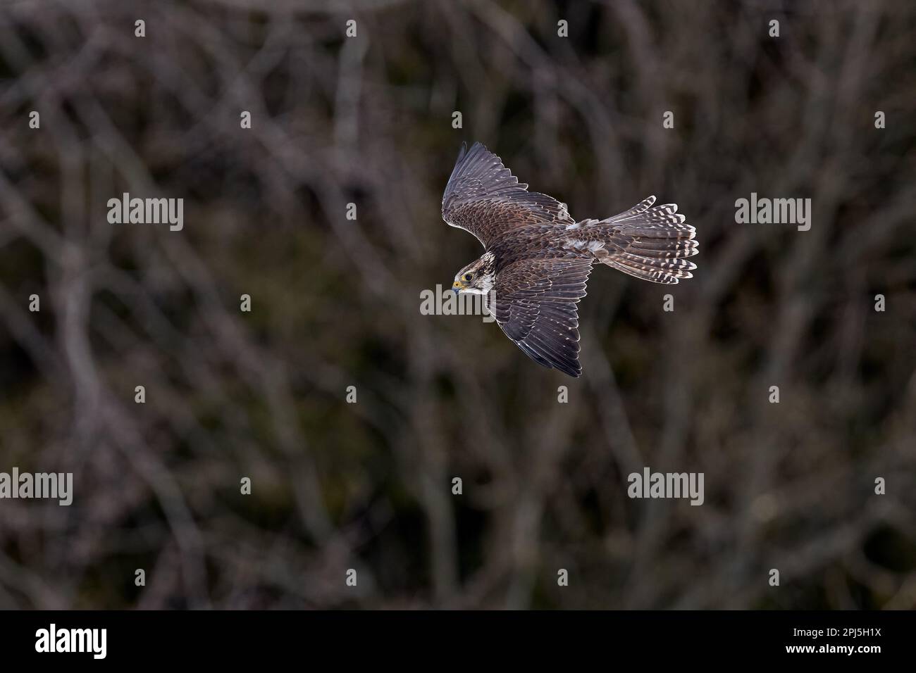 Falcon flyght. Gyrfalcon, Falco rusticolus, bird of prey fly. Flying ...