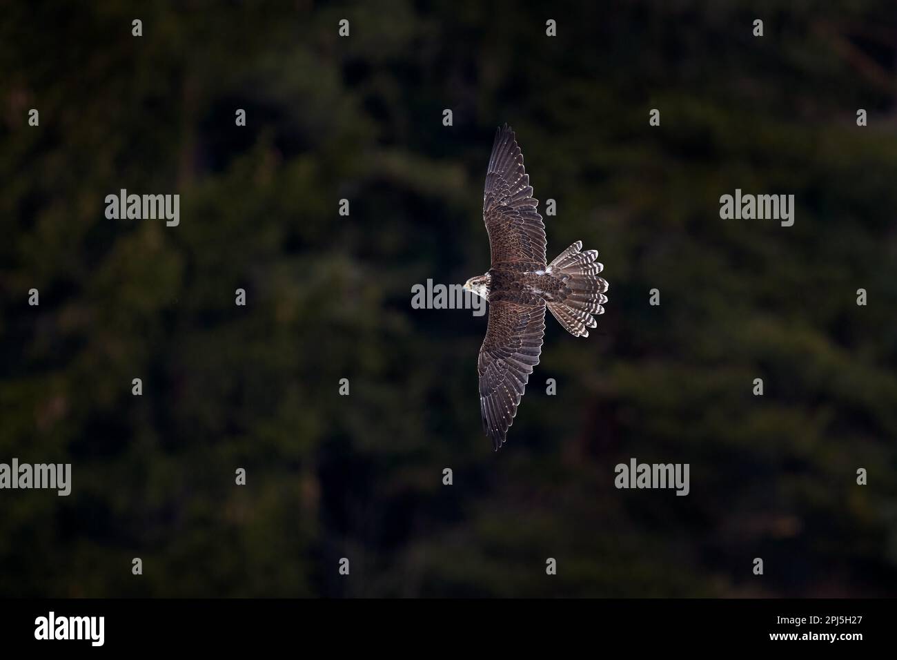Falcon flyght. Gyrfalcon, Falco rusticolus, bird of prey fly. Flying ...