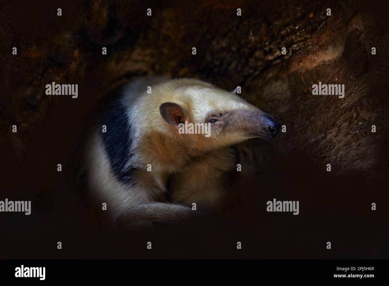 Southern Tamandua, Tamandua tetradactyla, wild anteater in the nature ...