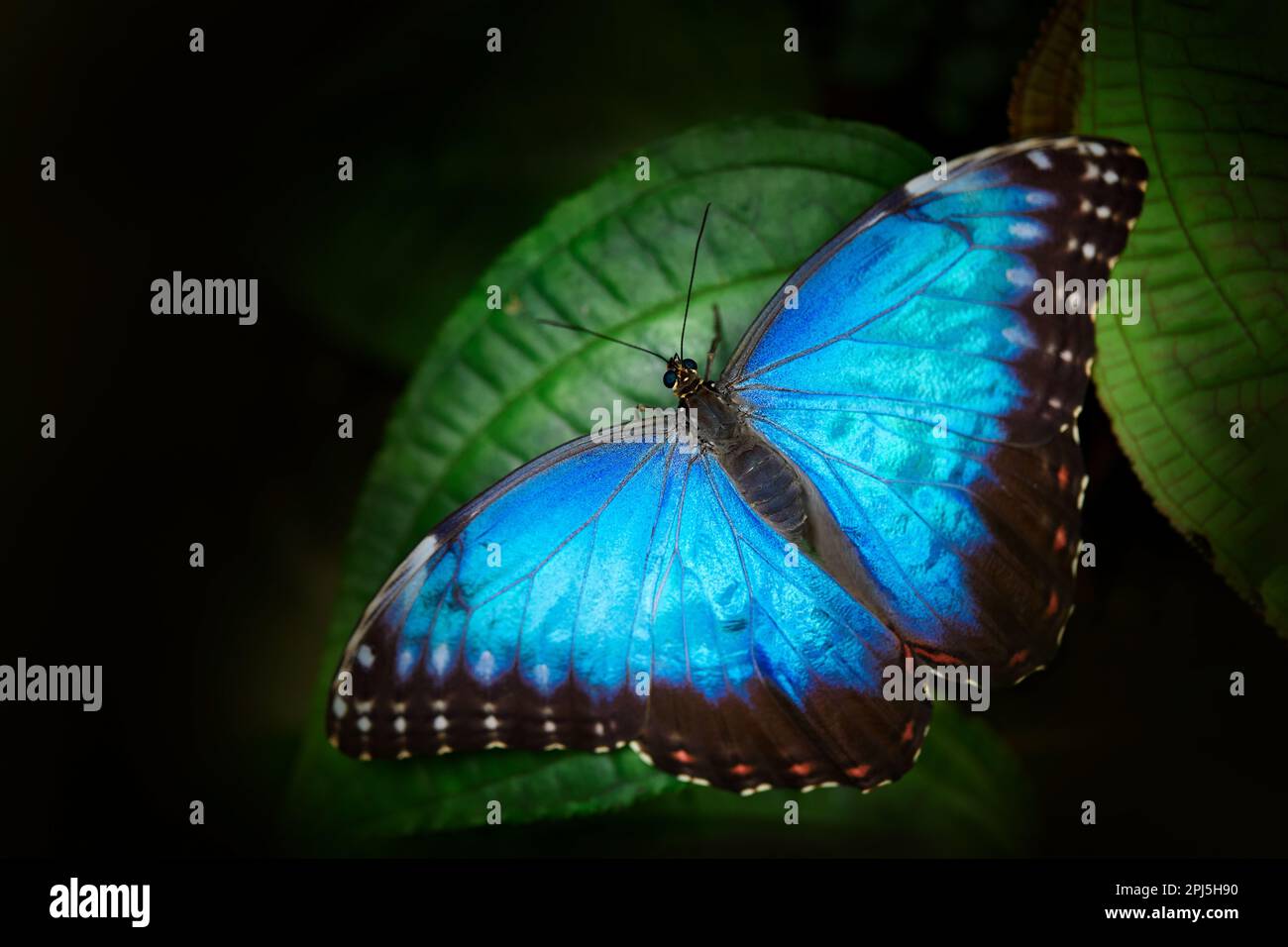 Blue Morpho, Morpho peleides, butterfly sitting on the green leave in ...