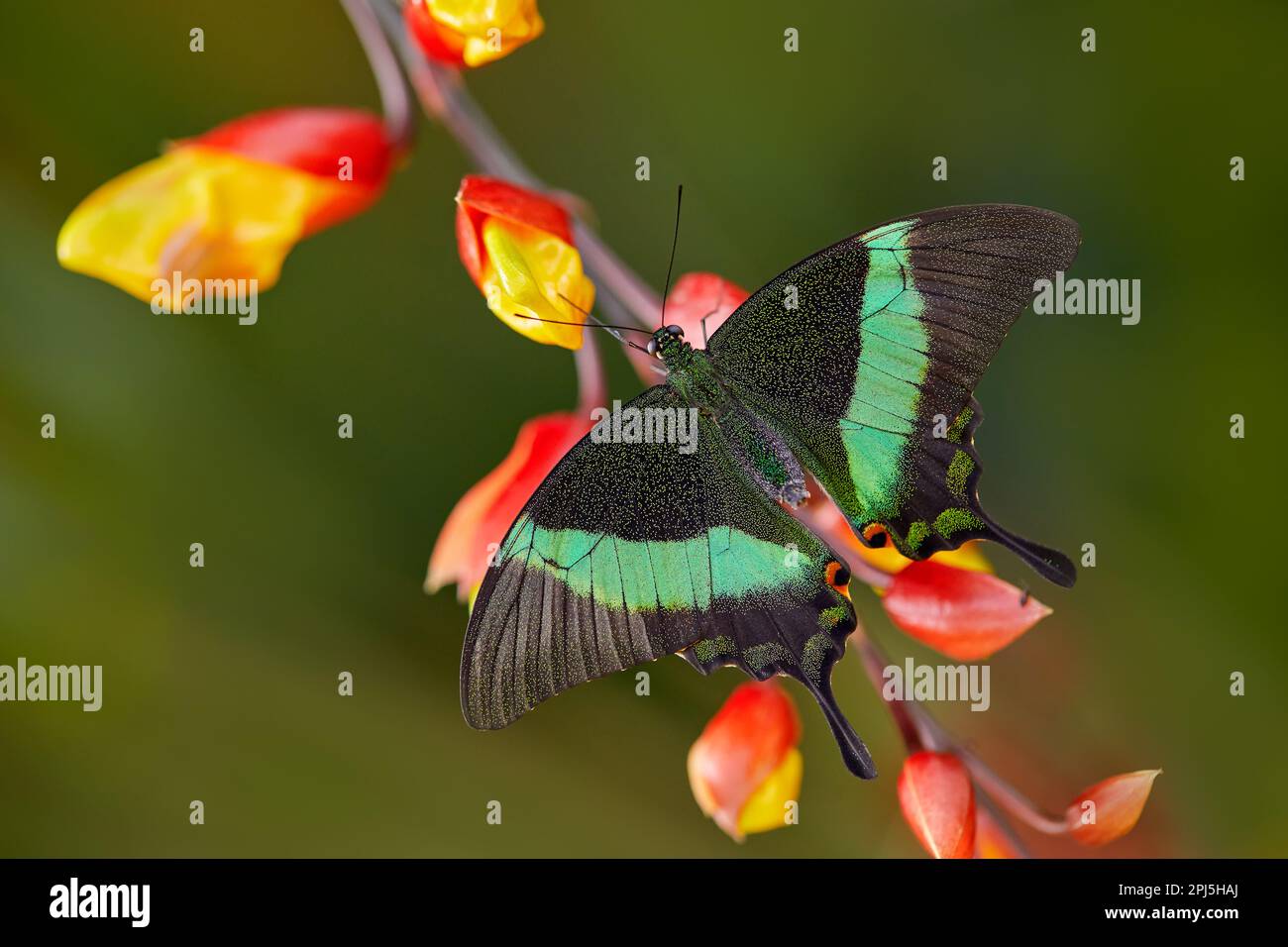 Butterfly Papilio palinurus, sitting on the green leave in the nature ...