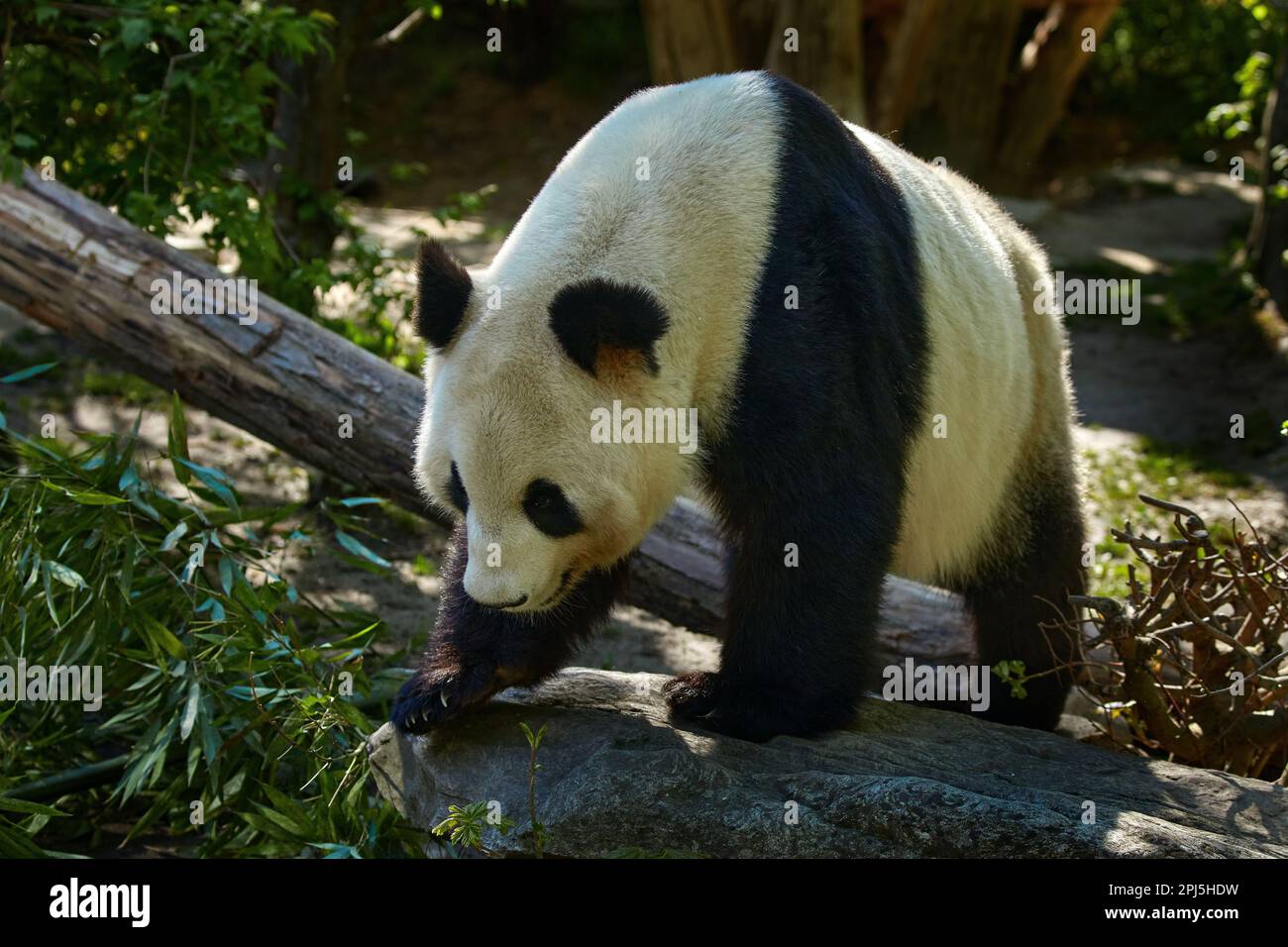Panda bear behaviour in the nature habitat. Portrait of Giant Panda ...