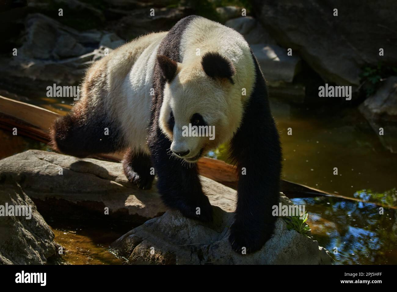 Panda bear behaviour in the nature habitat. Portrait of Giant Panda ...