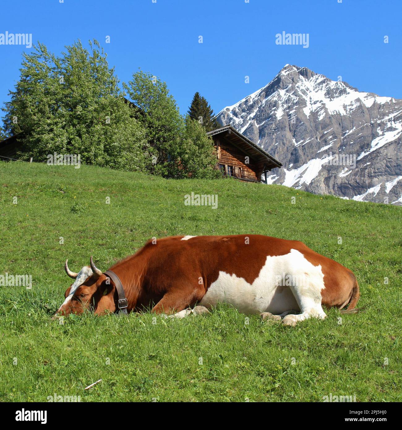 Resting farming hut hi-res stock photography and images - Alamy