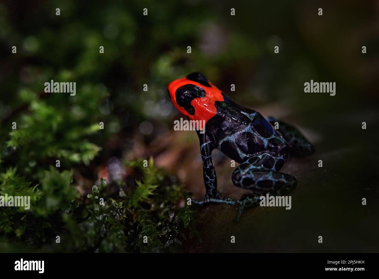 Ranitomeya benedicta, Blessed Poison dart frog in the nature forest ...