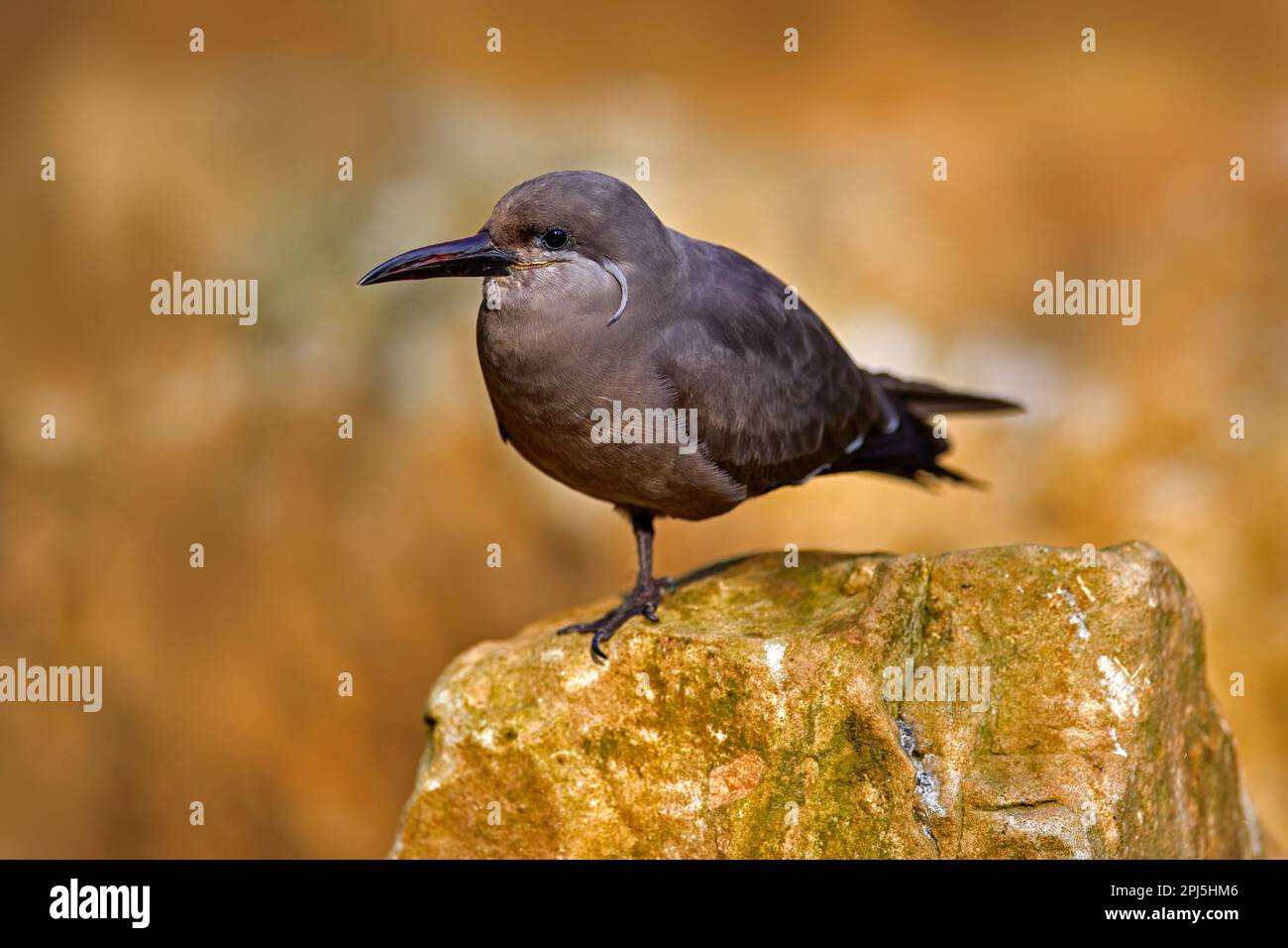 Inca Tern, Larosterna inca, bird on rock. Portrait of Tern from ...