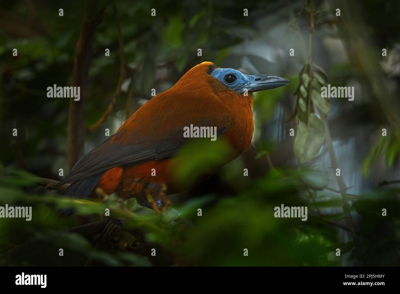 Capuchinbird, Perissocephalus tricolor, large passerine bird of the ...