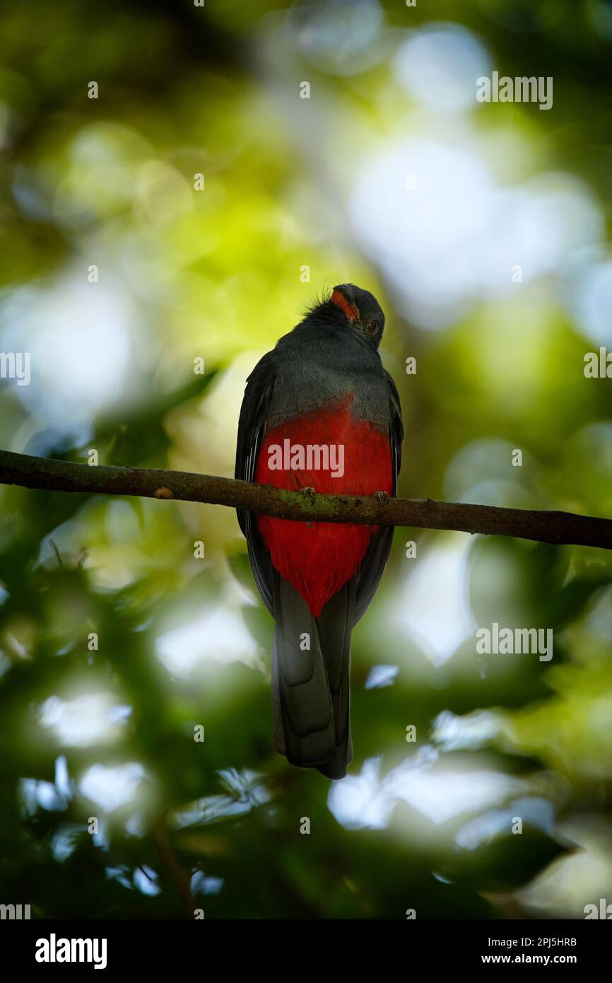 Slaty-tailed trogon, Trogon massena, red and brown bird in the nature ...
