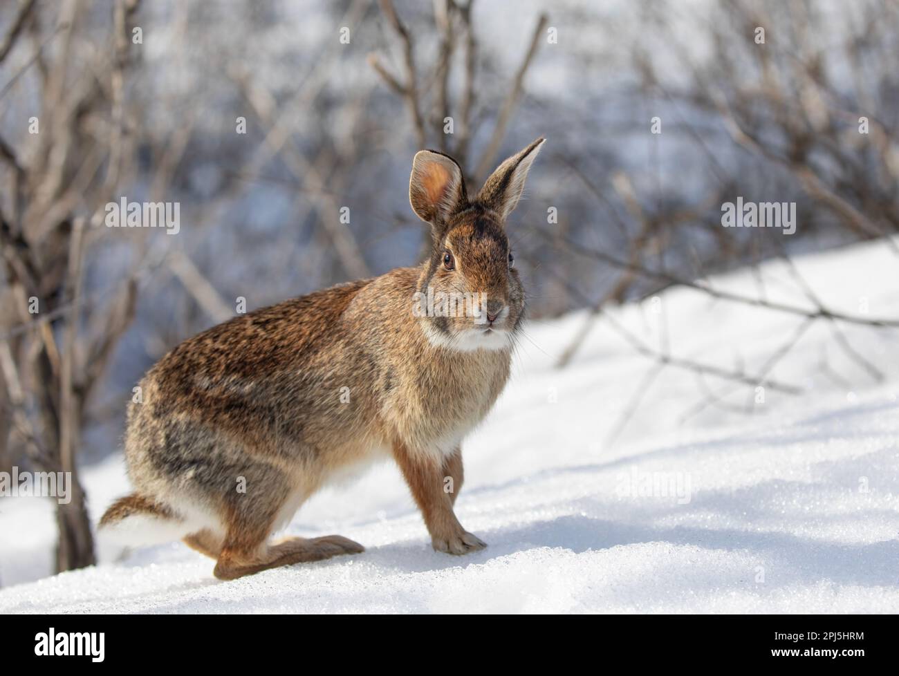 Rabbit forest hi-res stock photography and images - Alamy