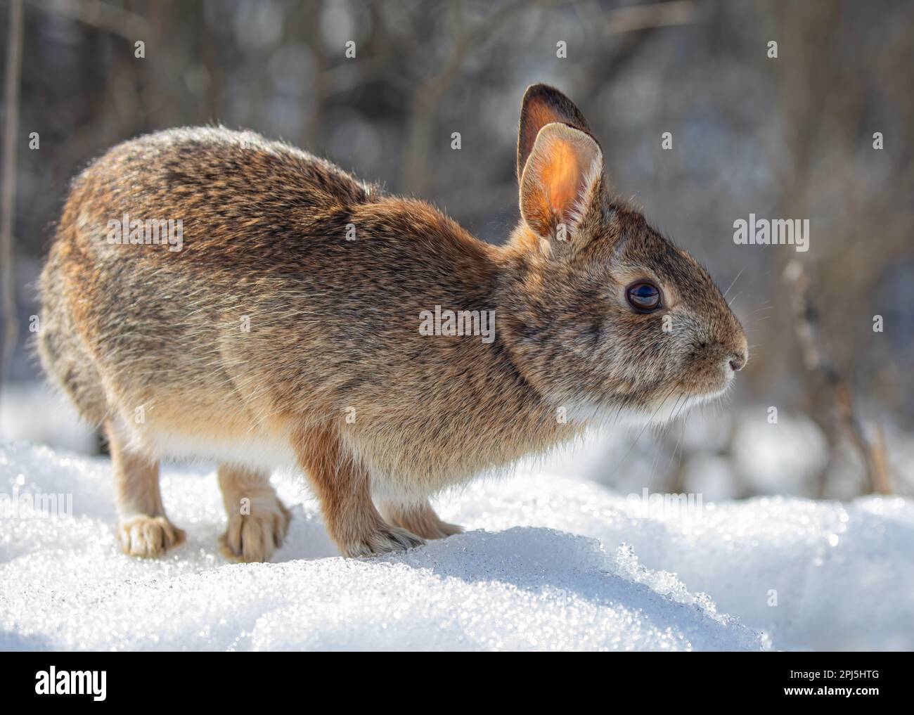 Rabbit forest hi-res stock photography and images - Alamy