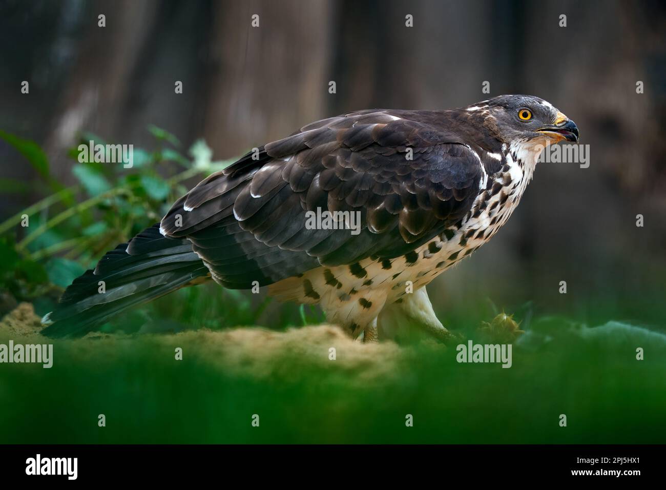 Honey buzzard, Pernis apivorus, birds of prey with catch. Hawk feeding ...
