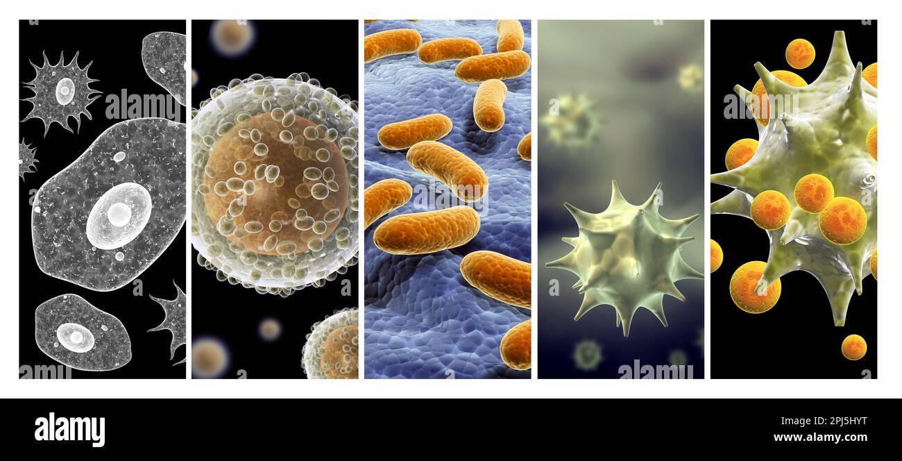 Collection of horizontal or vertical banners with pathogenic bacterias ...