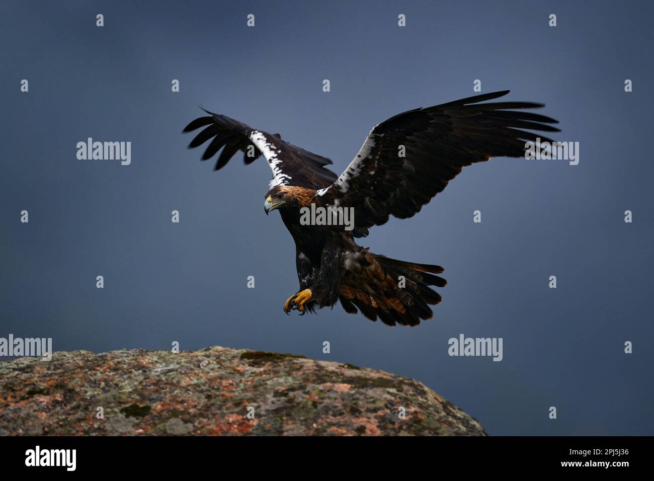 Aquila adalberti, Iberian Imperial Eagle, rare bird of prey on the rock ...