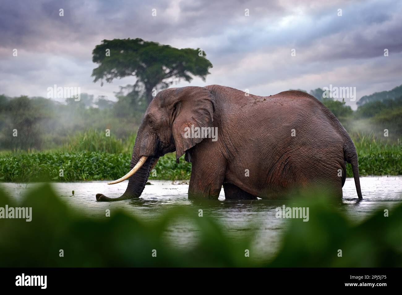 Uganda wildlife, Africa. Elephant in rain, Victoria Nile delta ...