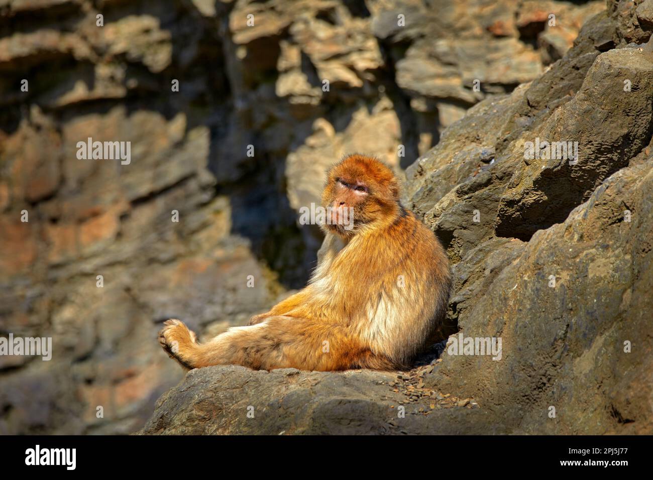 Sitting monkey morocco wildlife hi-res stock photography and images - Alamy