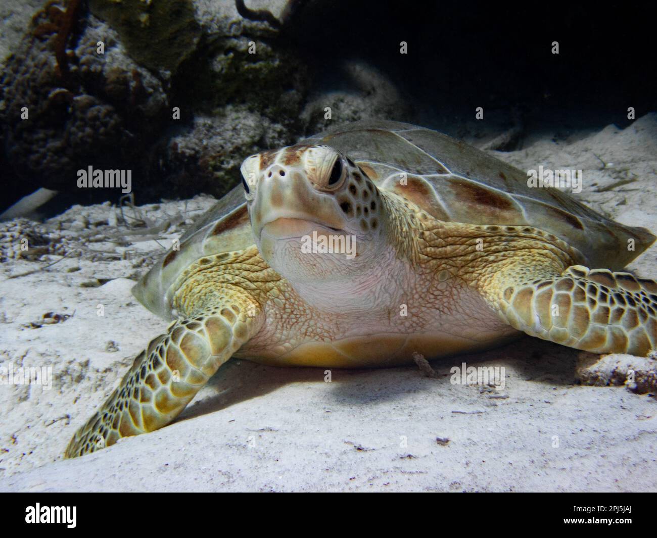 Green sea turtle (Chelonia mydas) in the Exuma Cays, Bahamas, Atlantic ...