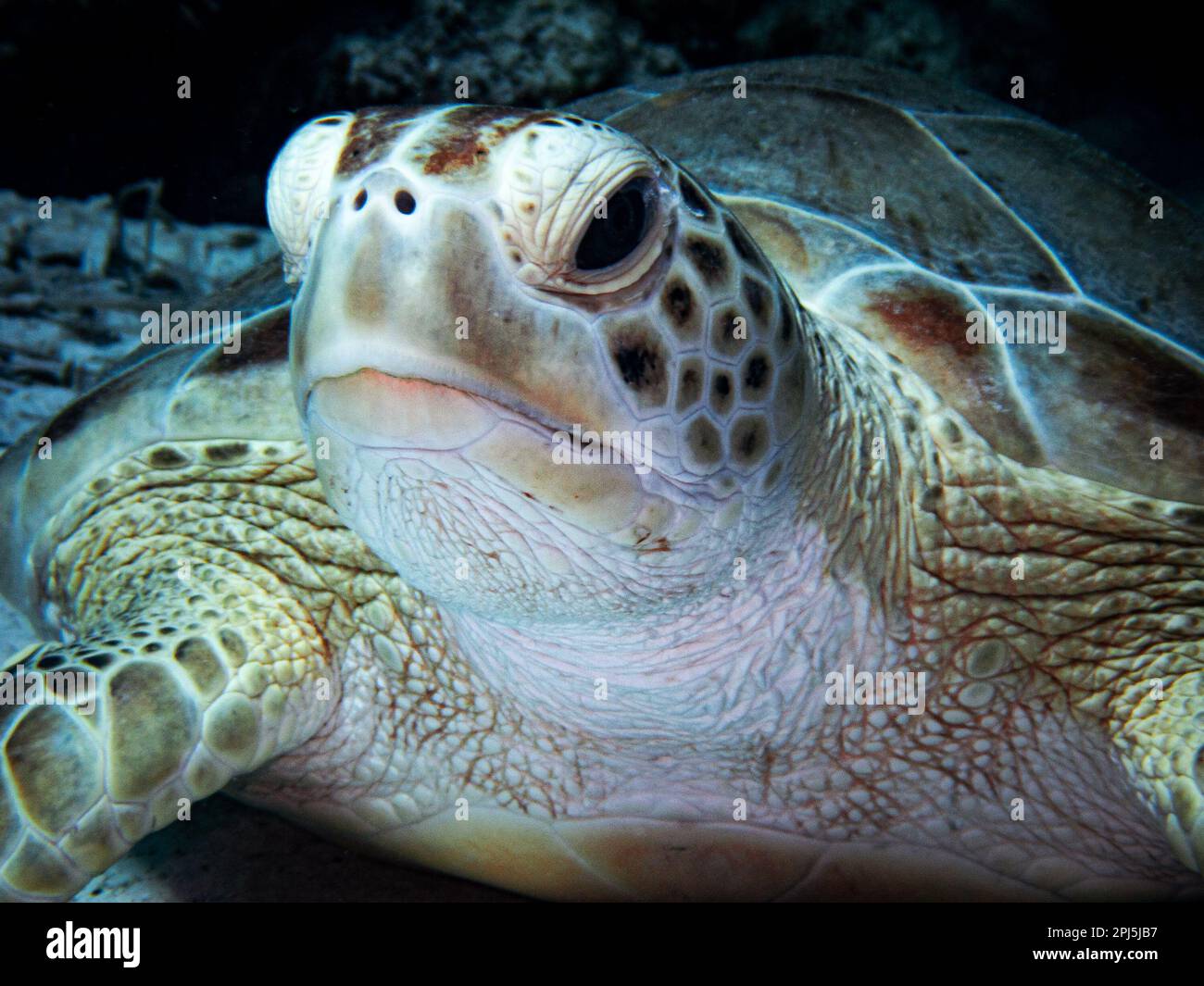 Close-up of green sea turtle (Chelonia mydas) in the Exuma Cays ...