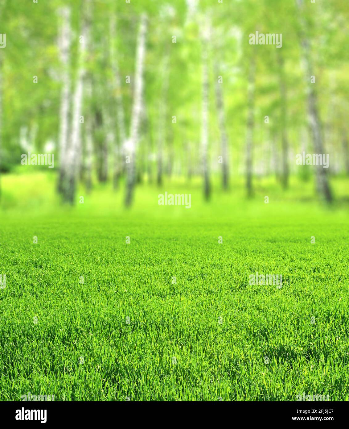 Beautiful blurred vertical spring landscape with green grass and ...