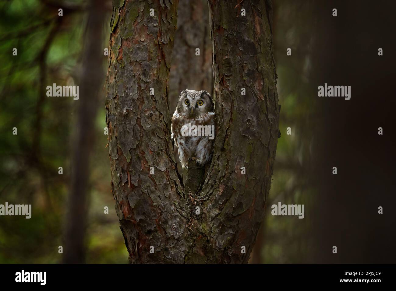 Owl hidden in tree nest hole in the forest. Little Owl, Athene noctua ...