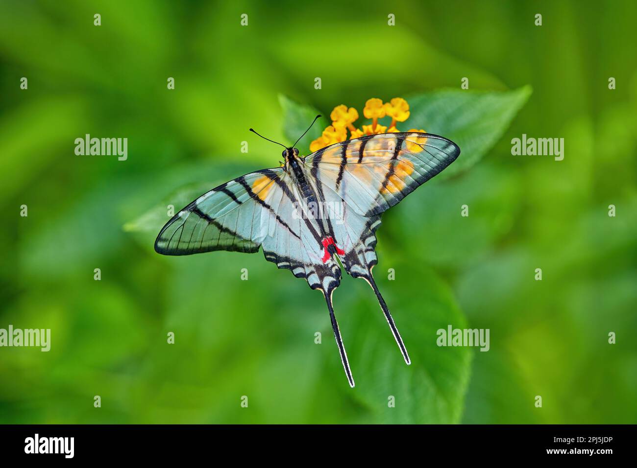 Tropic wildlife. Eurytides epidaus, Mexican Kite-Swallowtail, beautiful ...
