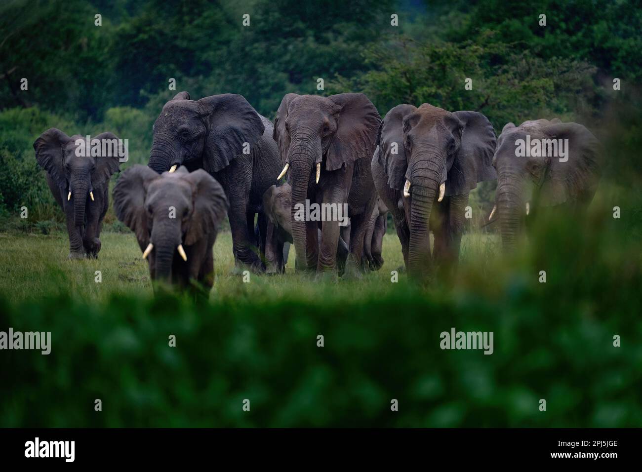 Uganda wildlife, Africa. Elephant in rain, Victoria Nile delta ...