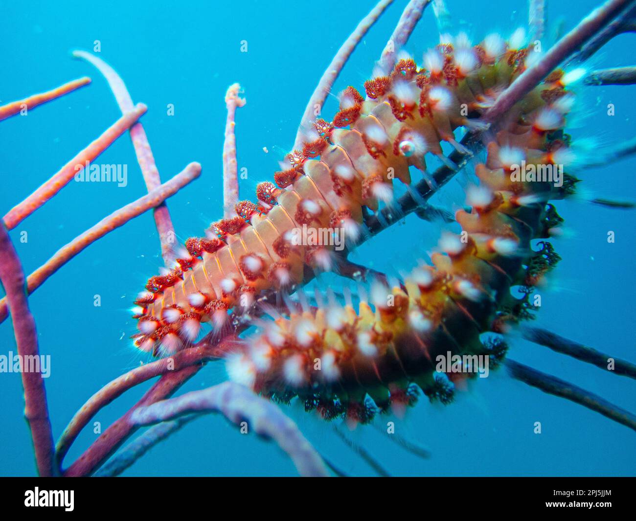Fireworm (Hermodice carunculata) on the wreck of the Prince Albert in ...