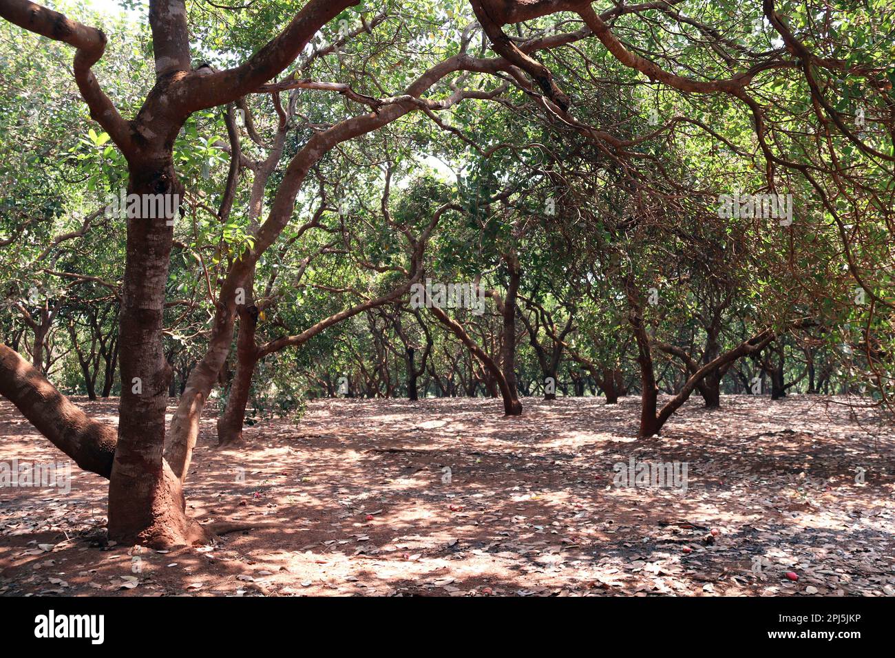 Cashew plantation. Rows of cashew trees on an agricultural plantation ...