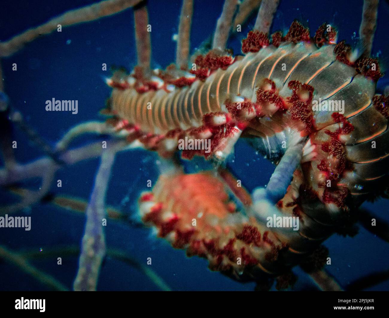 Fireworm (Hermodice carunculata) on the wreck of the Prince Albert in ...