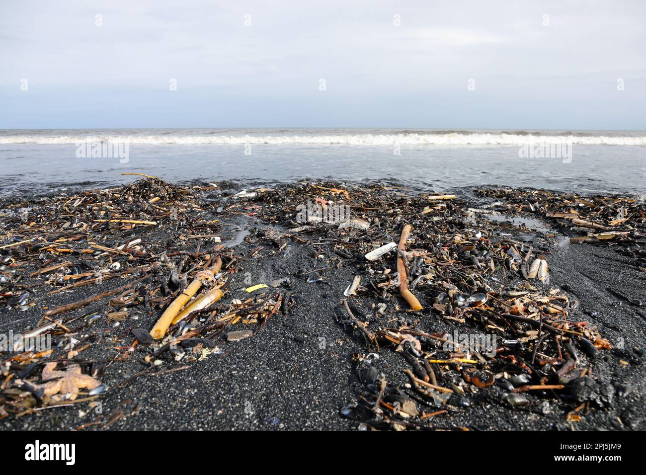 Common Starfish (Asterias rubens), Mussels, Razor Clams and other Sea ...