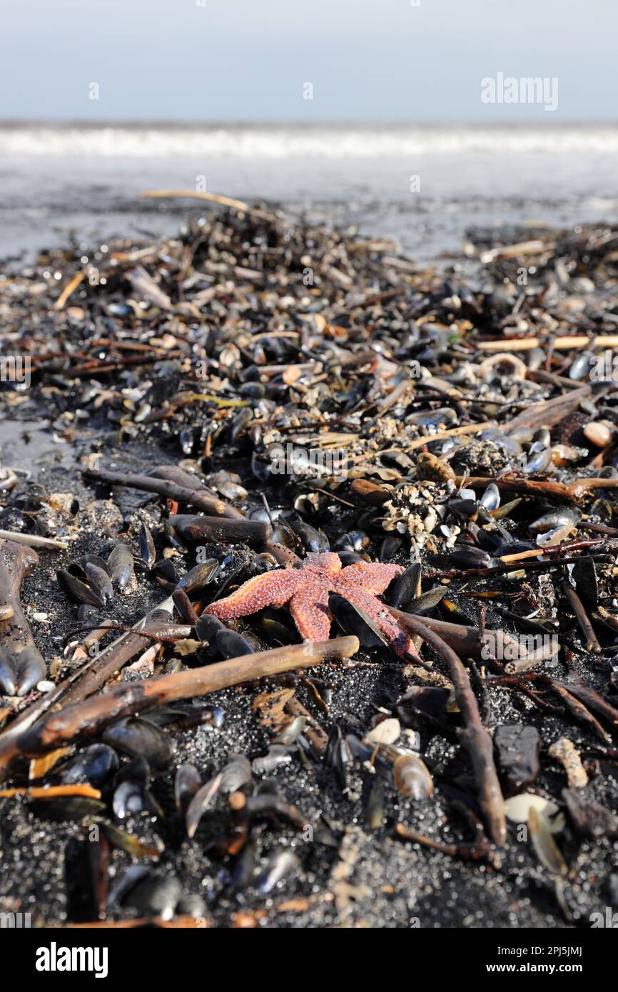 Common Starfish (Asterias rubens), Mussels, Razor Clams and other Sea ...