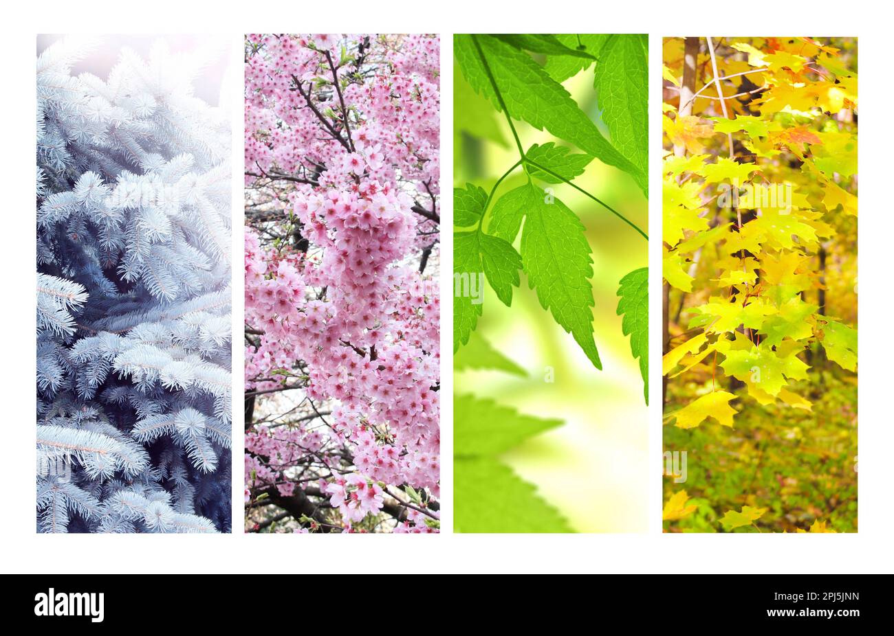 Four seasons of year. Set of vertical nature banners with winter, spring, summer and autumn ...