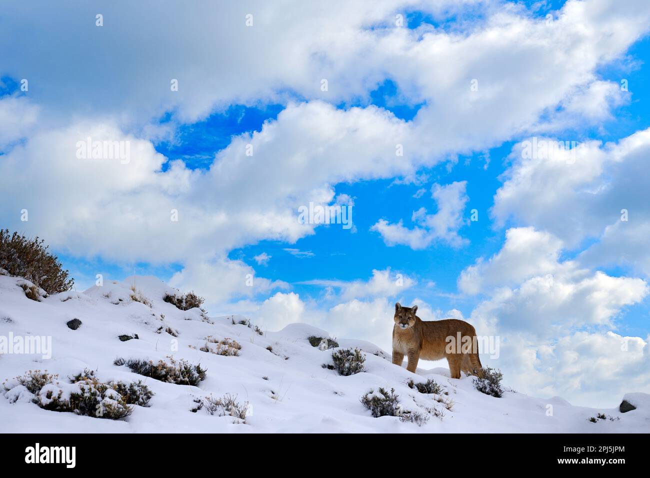 Puma, nature winter habitat with snow, Torres del Paine, Chile. Wild ...