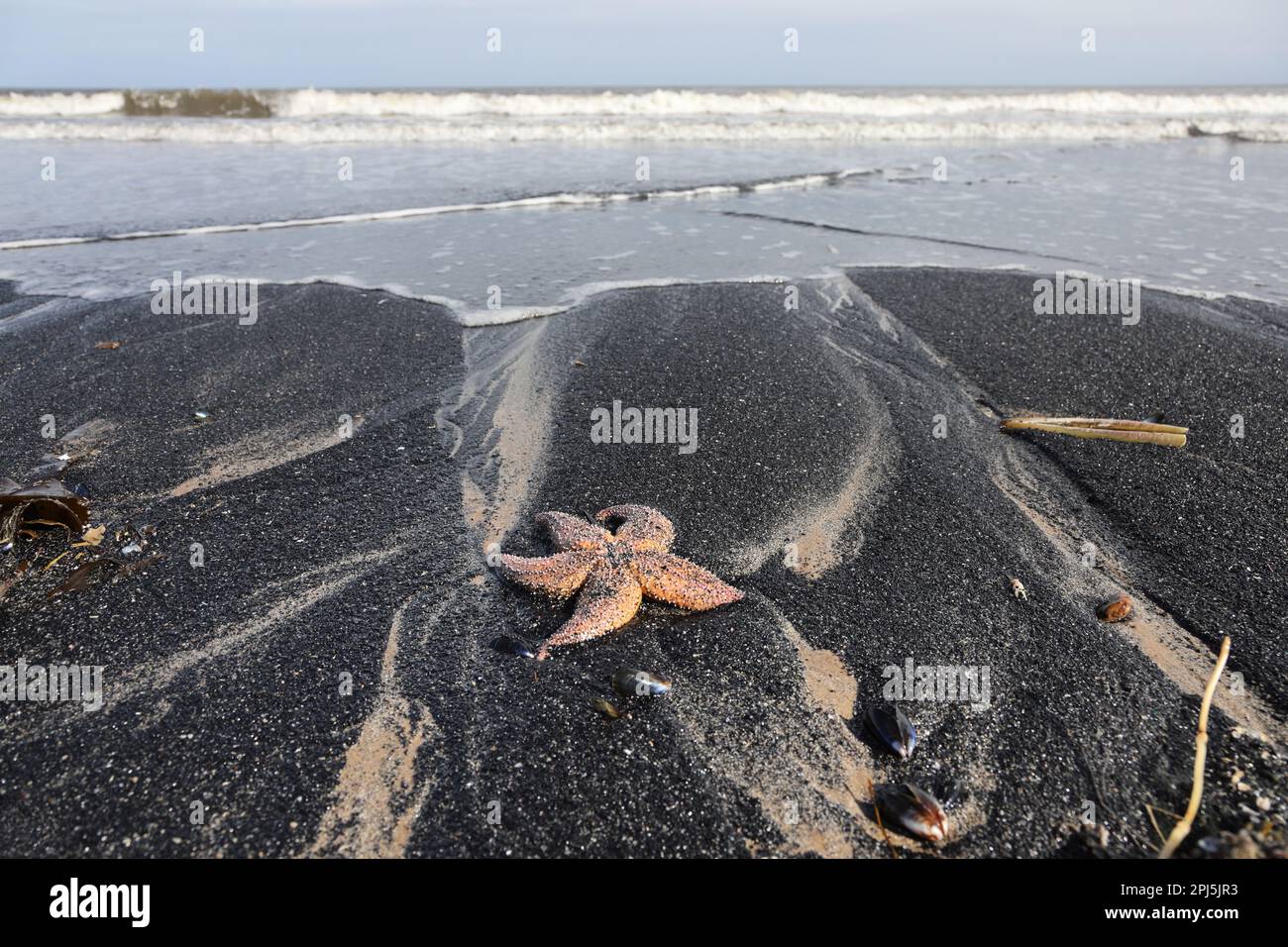 Common Starfish (Asterias rubens) Washed up on Saltburn-by-the-Sea ...