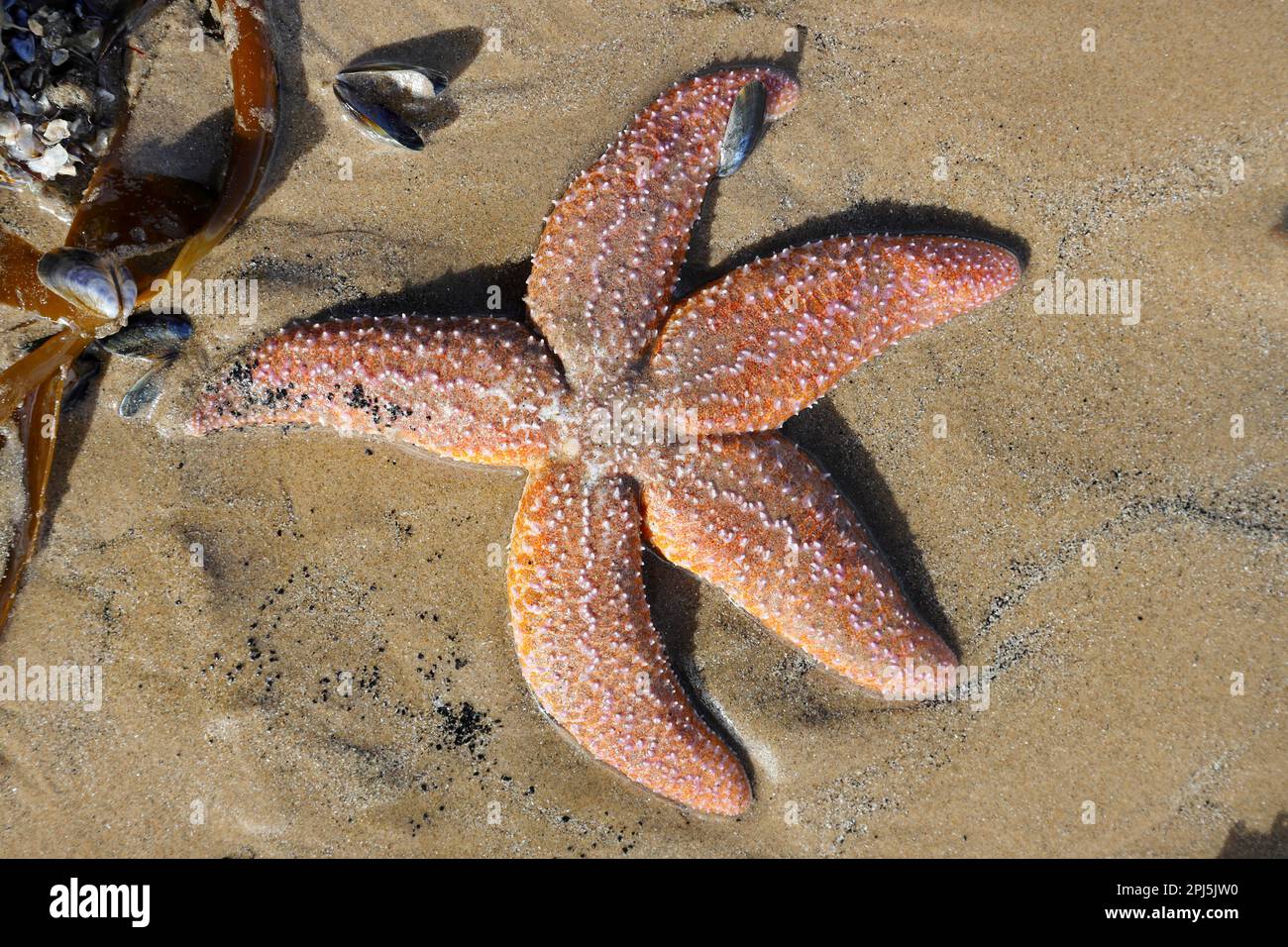 Common starfish hi-res stock photography and images - Alamy
