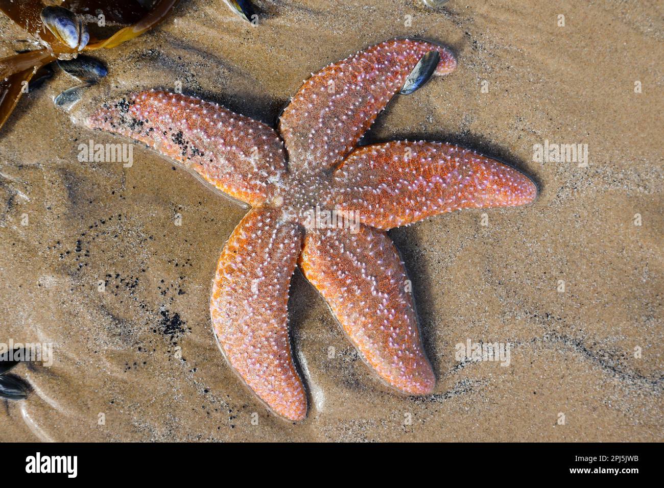 Common starfish hi-res stock photography and images - Alamy