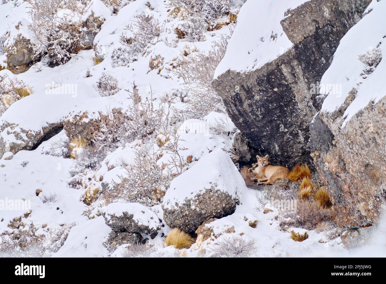 Puma, nature winter habitat with snow, Torres del Paine, Chile. Wild ...